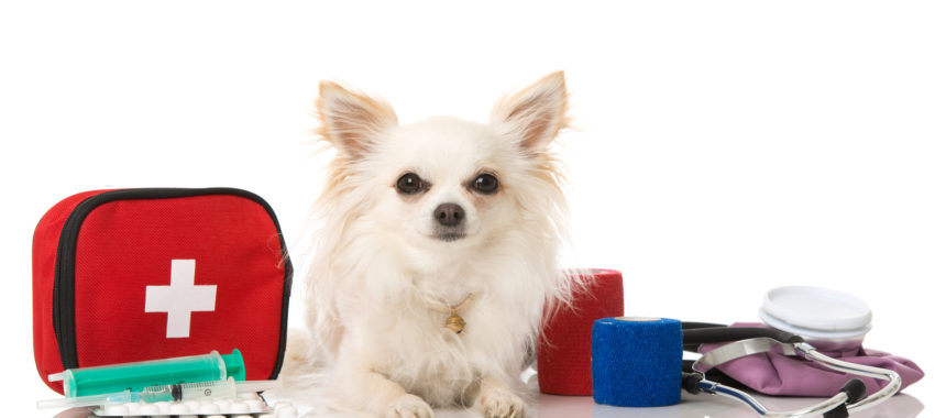 Make Your Own Pet First Aid Kit Experiment Exchange