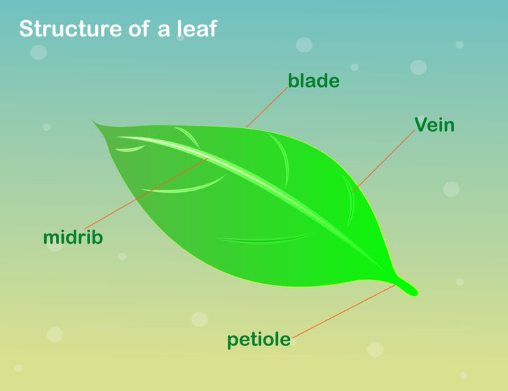 Learn the Parts of a Leaf & Make Window Art – Experiment Exchange